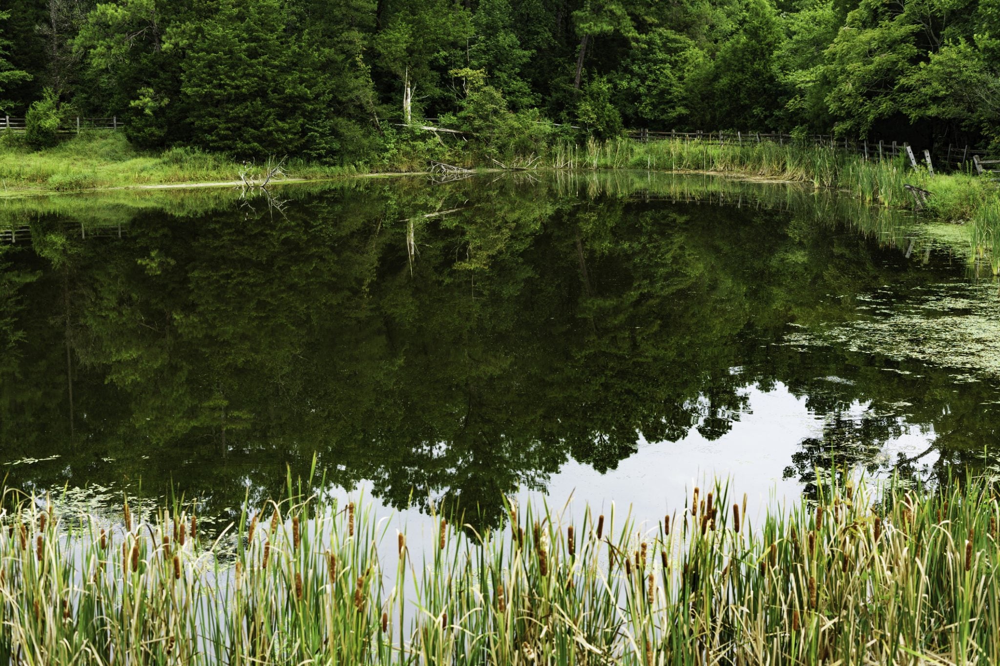 A Summer Moment on the Currant Farm Pond — CurrantC™