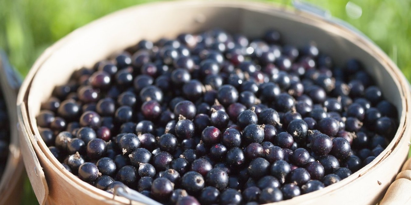 Summer Rain — CurrantC™