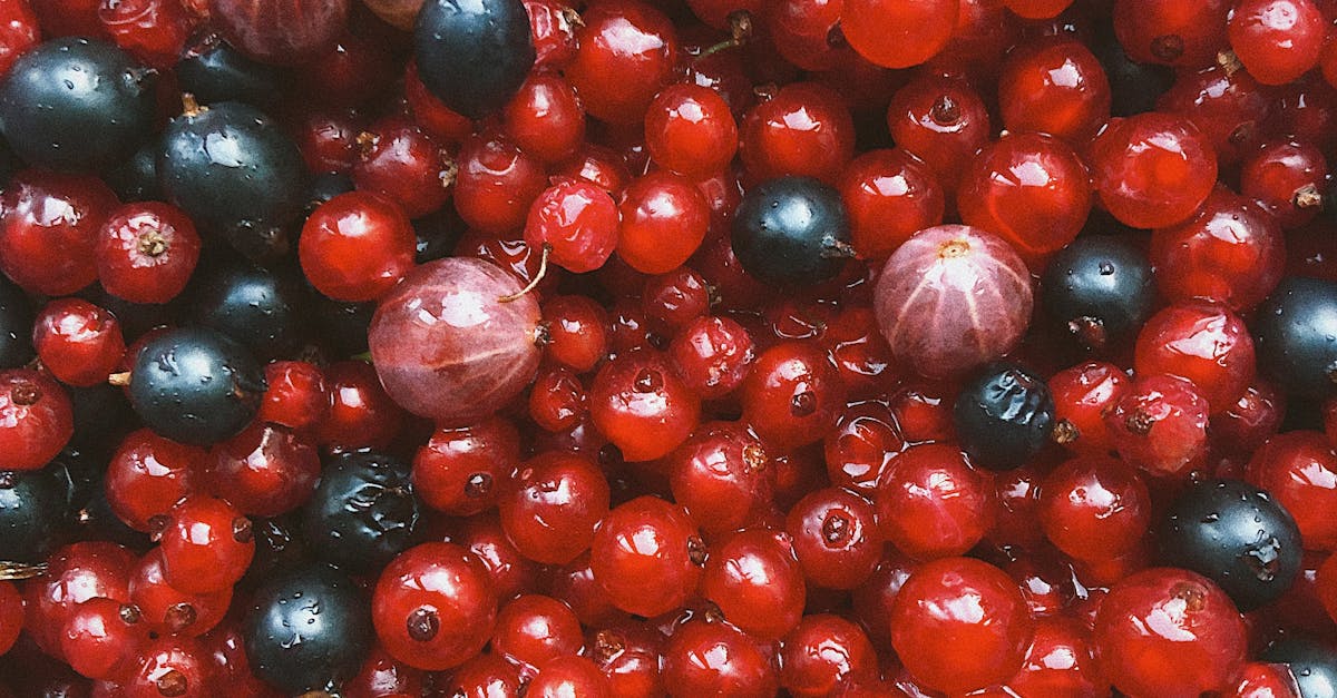 Are Black Currants Organic? What “Not Certified” Means, How They’re Gr ...