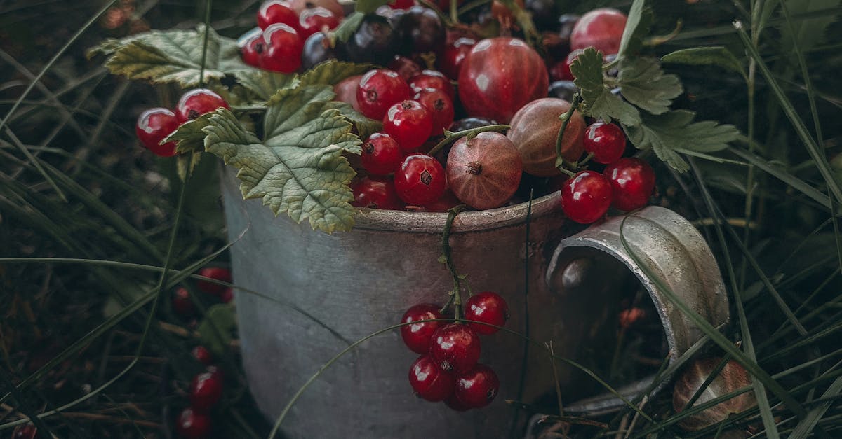 Concentrate vs Nectar vs Syrup vs Preserves: How to Choose the Right B ...