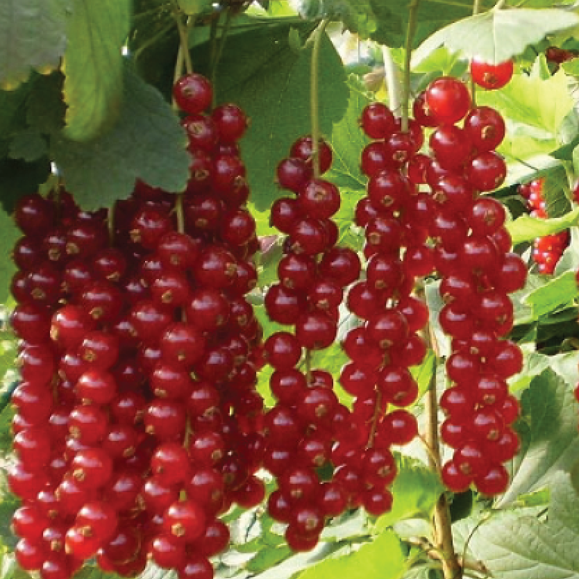 Plant "Rovada" – CurrantC™