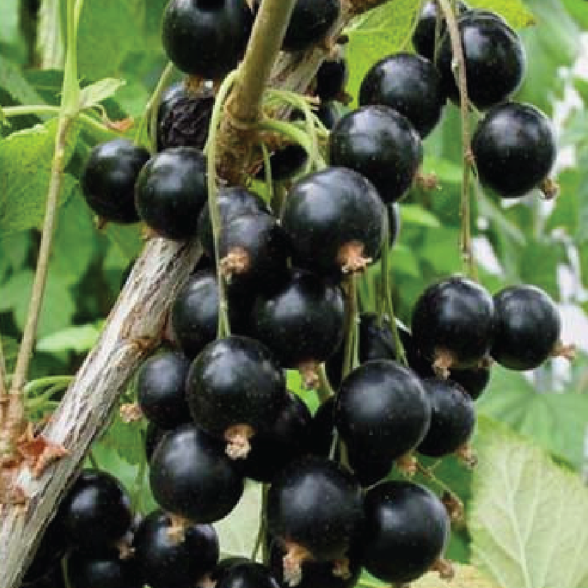 Black Currant Bush